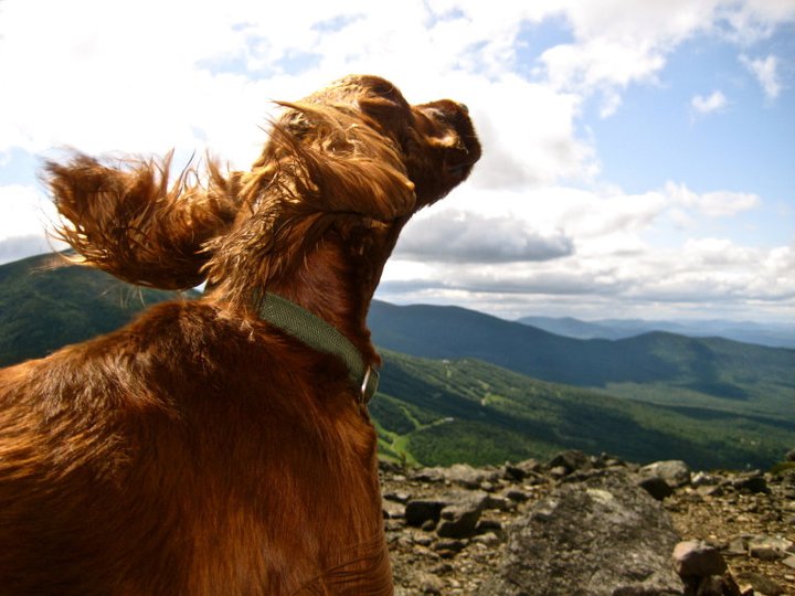 4 Things I learned from Matt’s Dog JACOBY - Gym Momentum